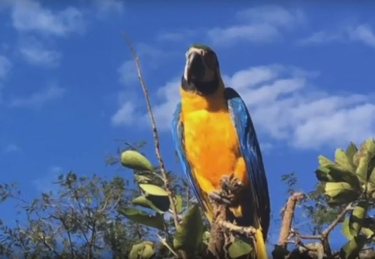 O emocionante primeiro voo de Lara, a arara que teve de aprender a ...
