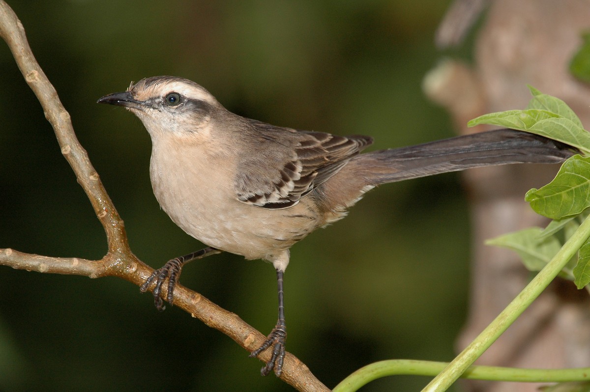 Sabiá-do-campo é ave comum que tem comportamentos curiosos | Fauna | G1