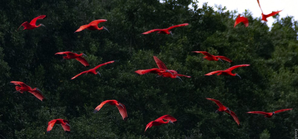 Entenda a importância e o significado do retorno dos guarás a ...