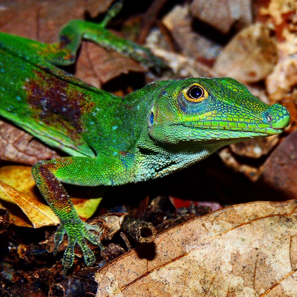 Jararaca-verde e preguiça se destacam entre registros de biólogo | Vc ...