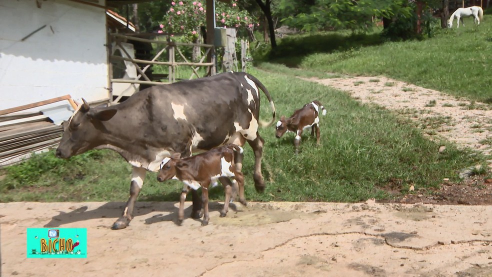 Veterinárias em Divinópolis explicam sobre gestação dos animais e a ...
