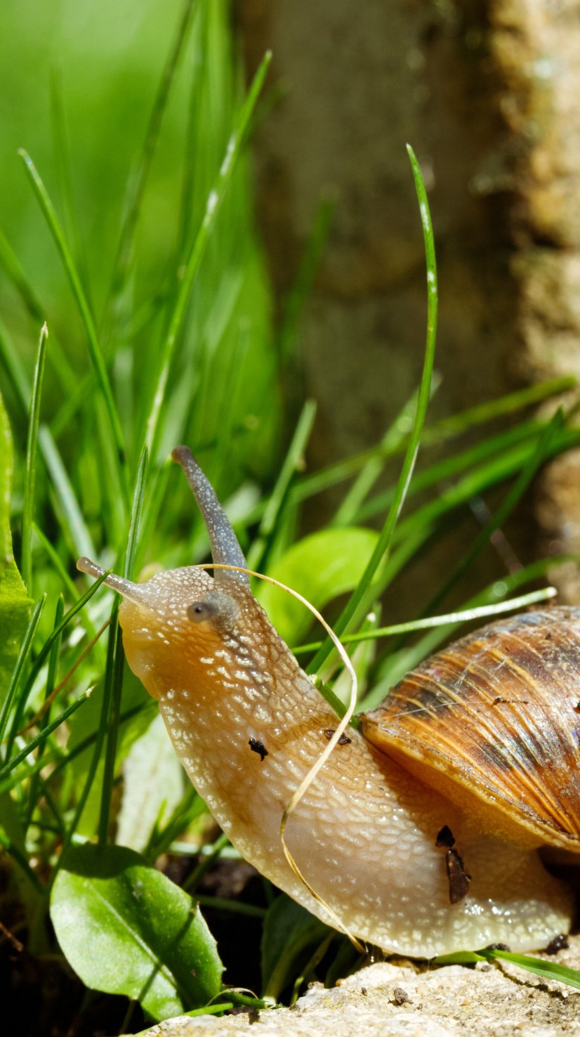 Saiba como eliminar lesmas do jardim