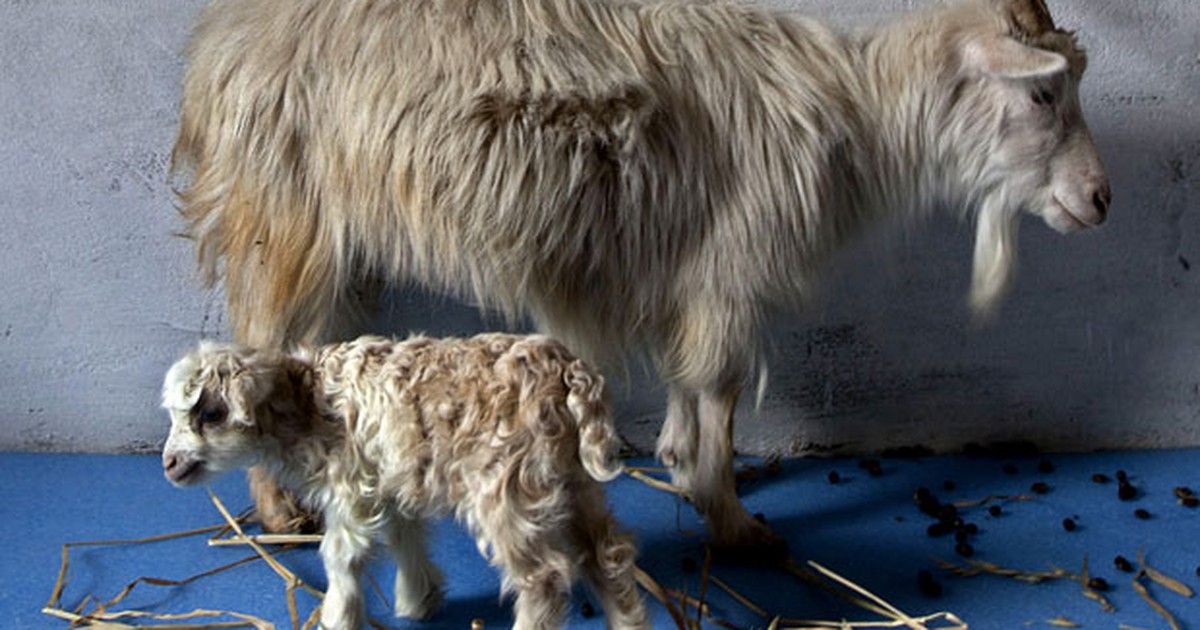 G1 - Cientistas indianos clonam bode que produz lã de alta qualidade ...