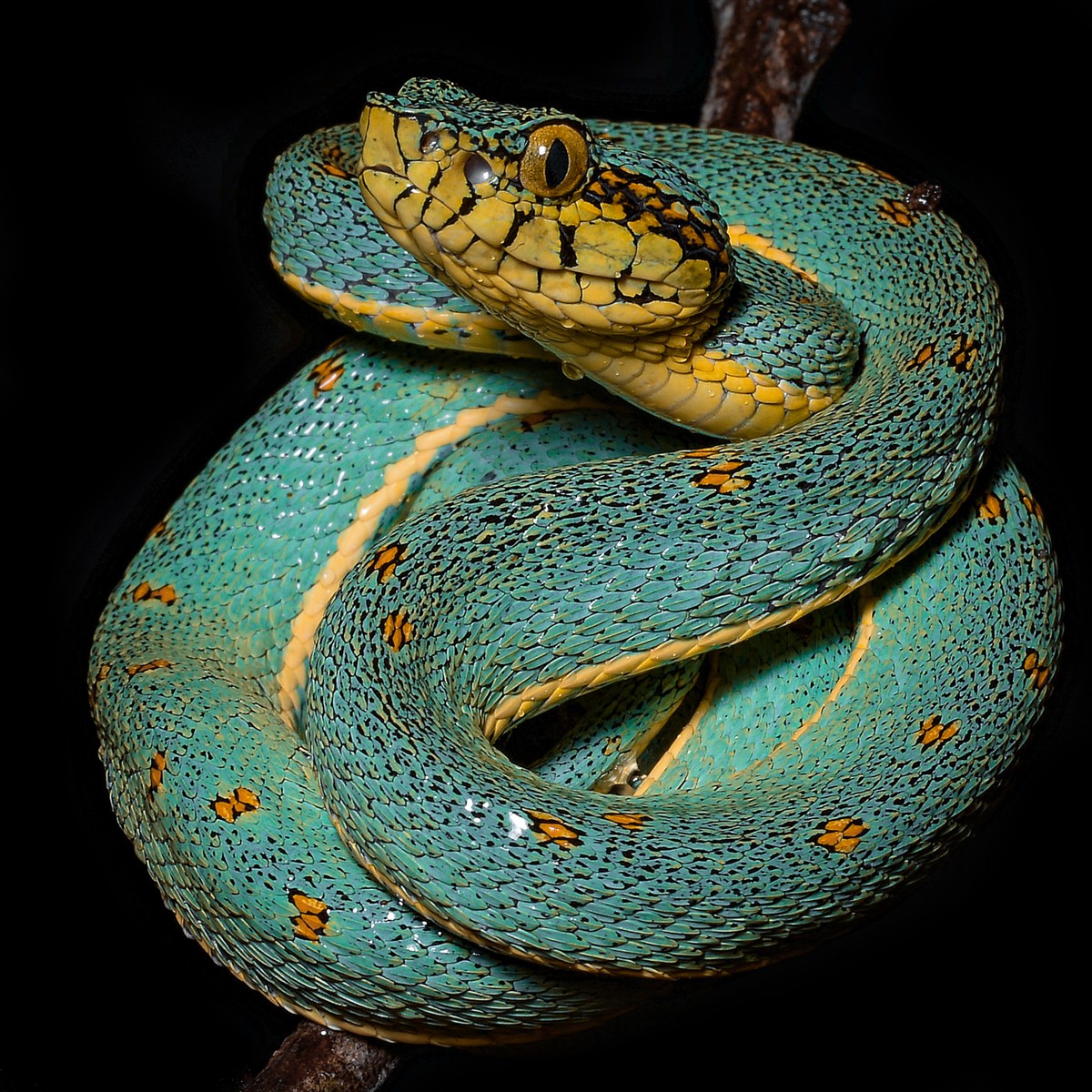 O encanto da serpente: foto realça cores da jararaca-verde | Terra da ...