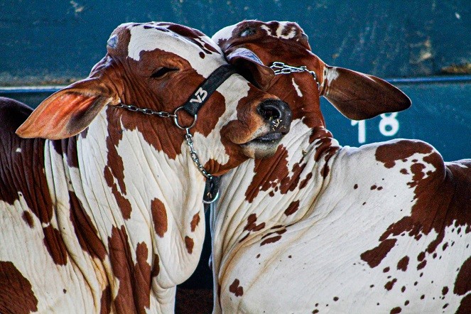 ‘Amor pelo Zebu’: veja as imagens vencedoras da 6ª edição de concurso ...