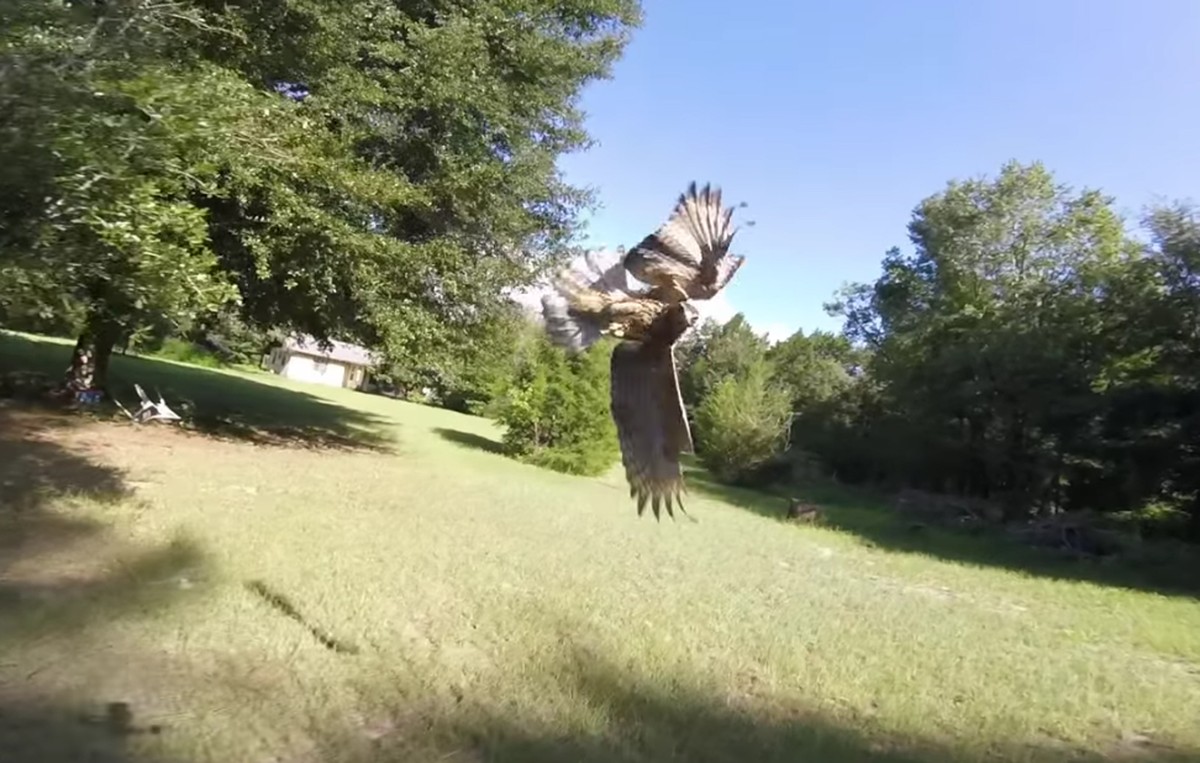 Vídeo mostra falcão atacando drone nos EUA | Planeta Bizarro | G1