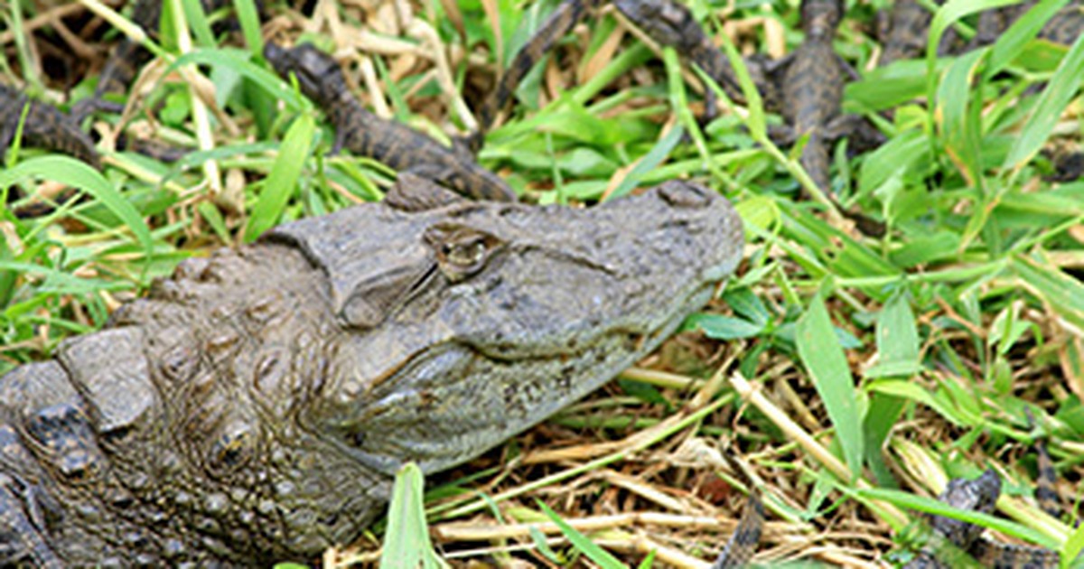 G1 - Mais de 20 filhotes de Jacaré vivem em bairro de Florianópolis, em ...