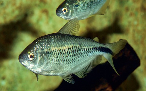 Tecnologia acelera a criação de lambari em cativeiro - Revista Globo ...