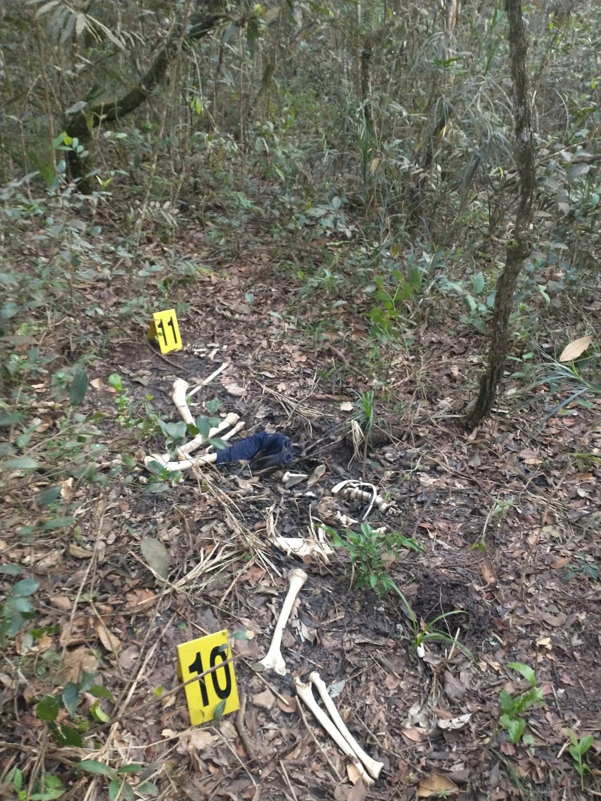 Restos mortais de jovem desaparecido há quase 3 meses são encontrados ...