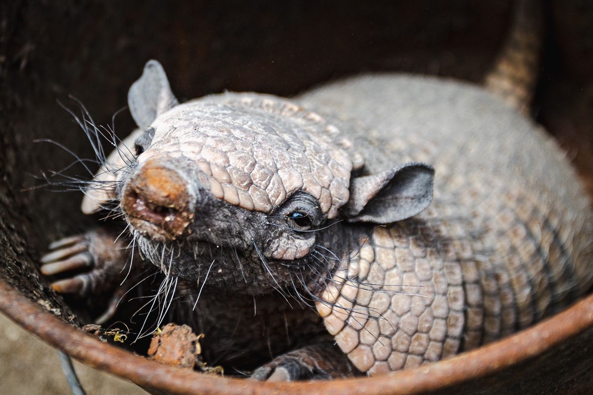Mais de 500 animais silvestres são resgatados de cativeiros no Sertão ...