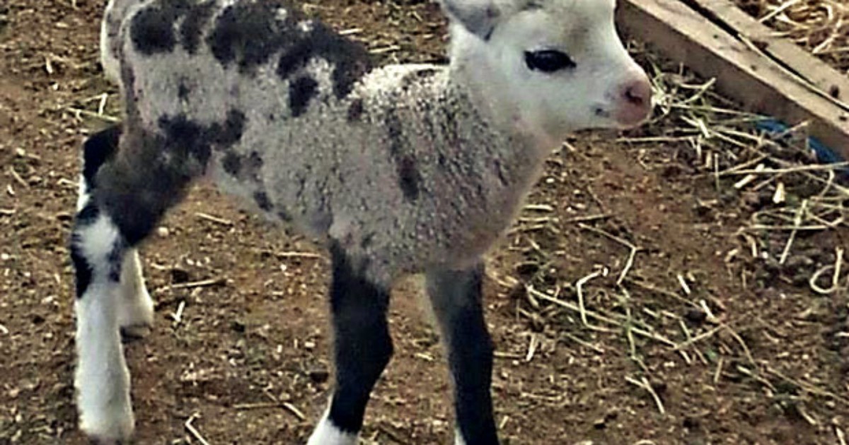 Natureza - Filhote resultado de cruzamento de bode com ovelha nasce nos EUA