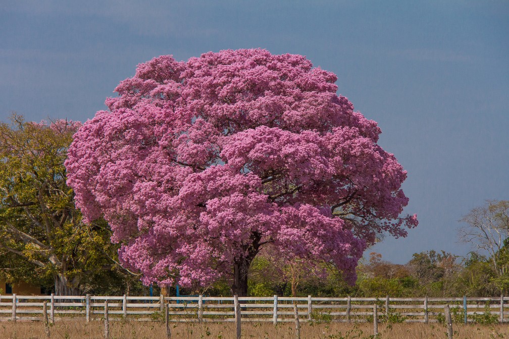 Florada de ipês-rosas é registrada por fotógrafo no Pantanal ...