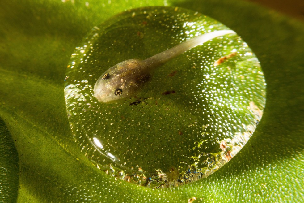 Fotógrafo percorre o Brasil atrás de flagrantes da natureza | Vc no ...