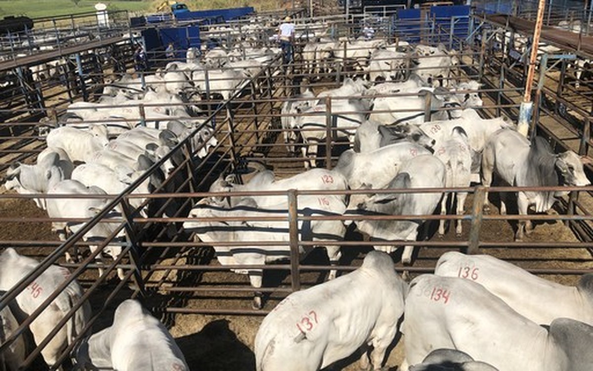 Com maior oferta, preço da arroba do boi começa a cair | Boi | Globo Rural