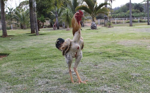 Galo índio gigante pode custar de R$ 500 até R$ 6 mil reais - Revista ...