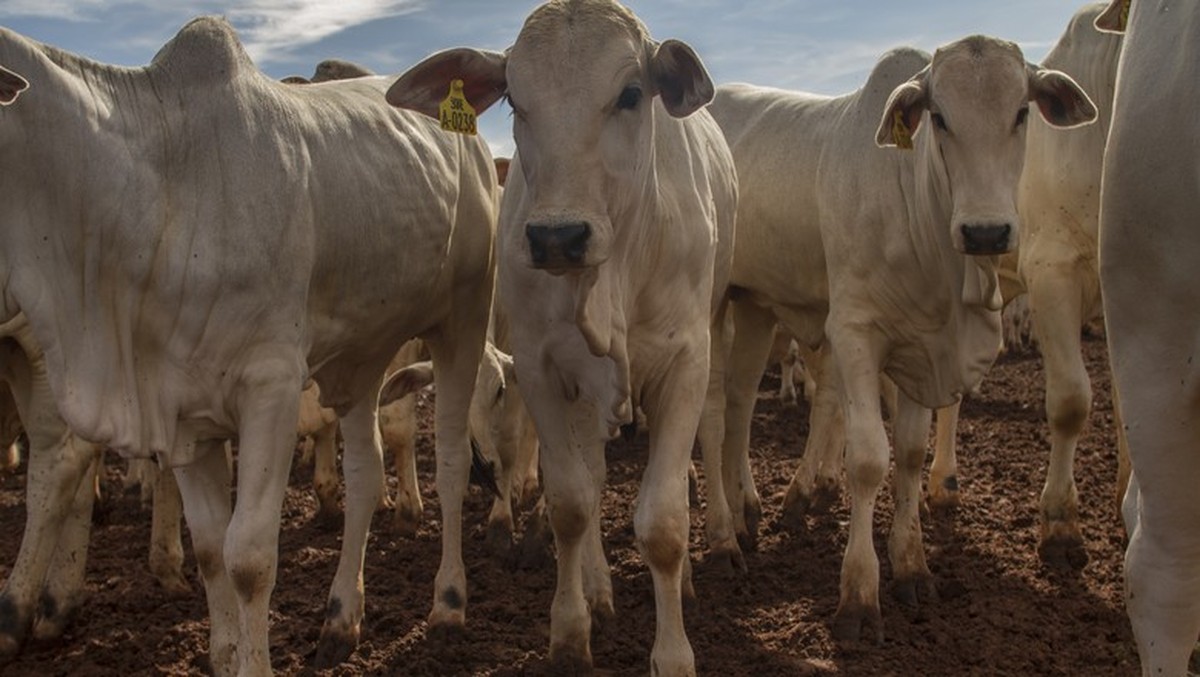 Cotação: Bezerro de corte custa em média R$ 1.450 em Rondônia ...