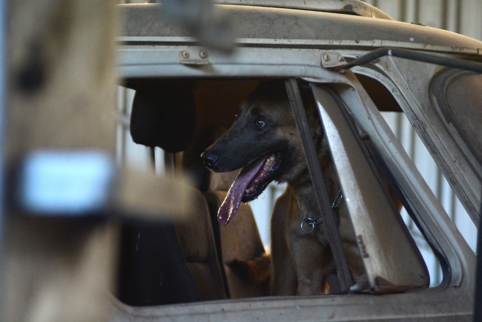 Para 'revolucionar' treinamento com cães de faro, 8º Baep compartilha ...