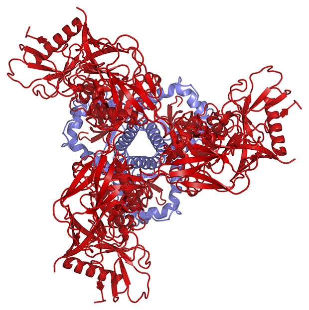 G1 - Imagens 'high tech' do HIV revelam brechas do vírus aos cientistas ...