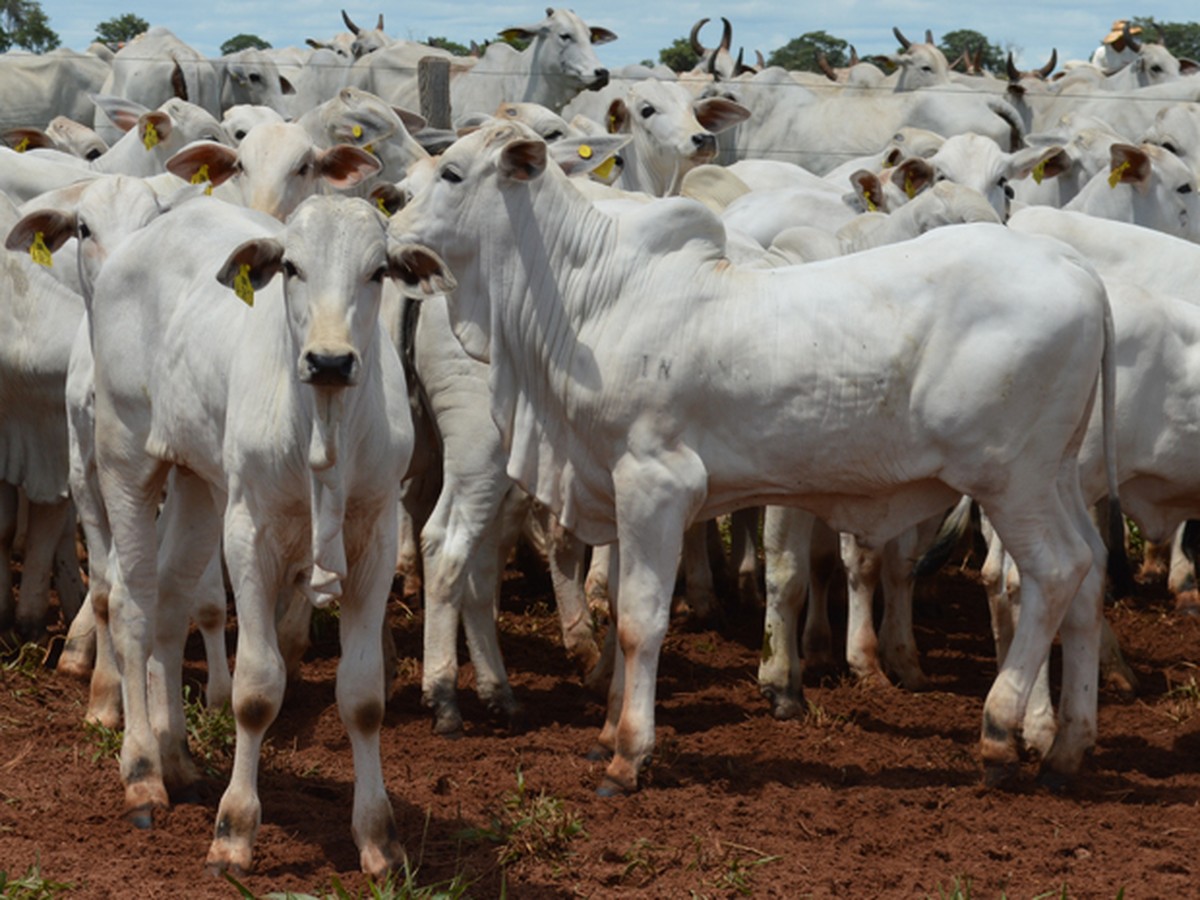Bezerro de Corte custa em média R$ 928,57 em Rondônia, segundo Emater ...