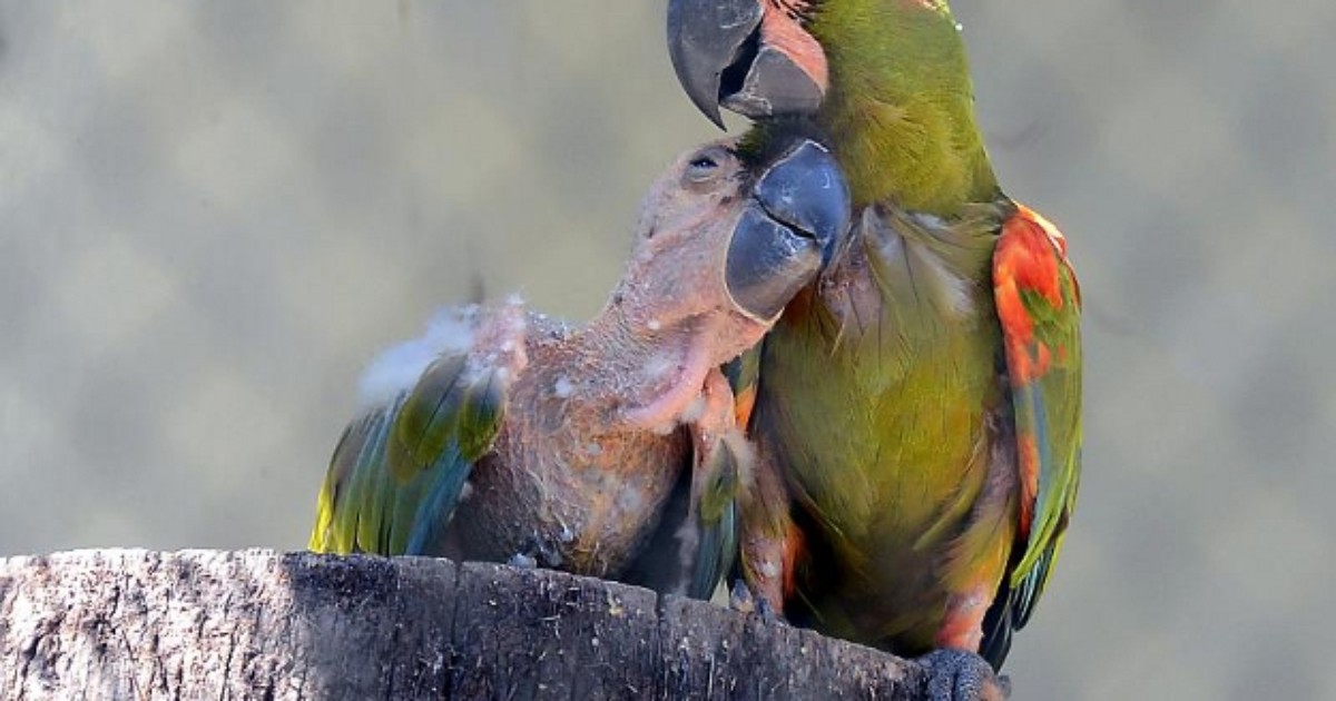 G1 - Filhotes de ema e de arara em extinção nascem no zoo de Sorocaba ...