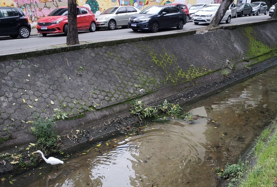 Canal que transbordava mau cheiro e sujeira é despoluído no Jardim Botânico