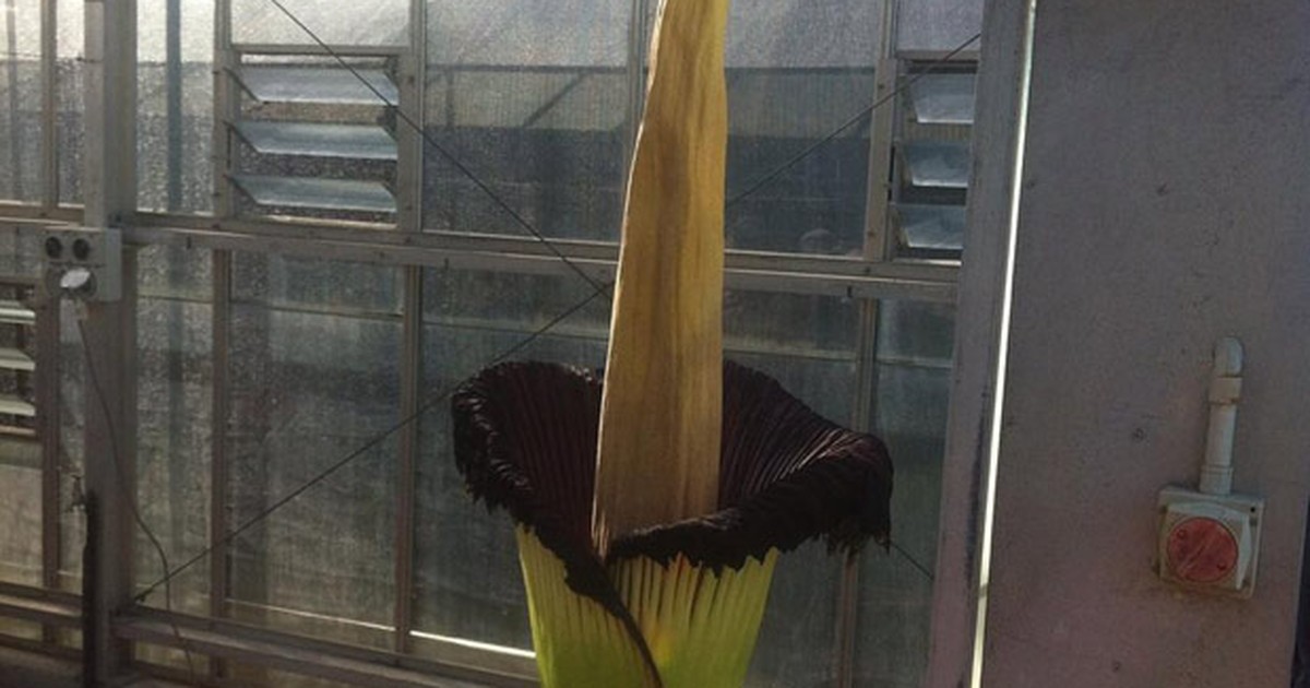 G1 - Flor-cadáver floresce pela 1ª vez em dez anos na Austrália ...