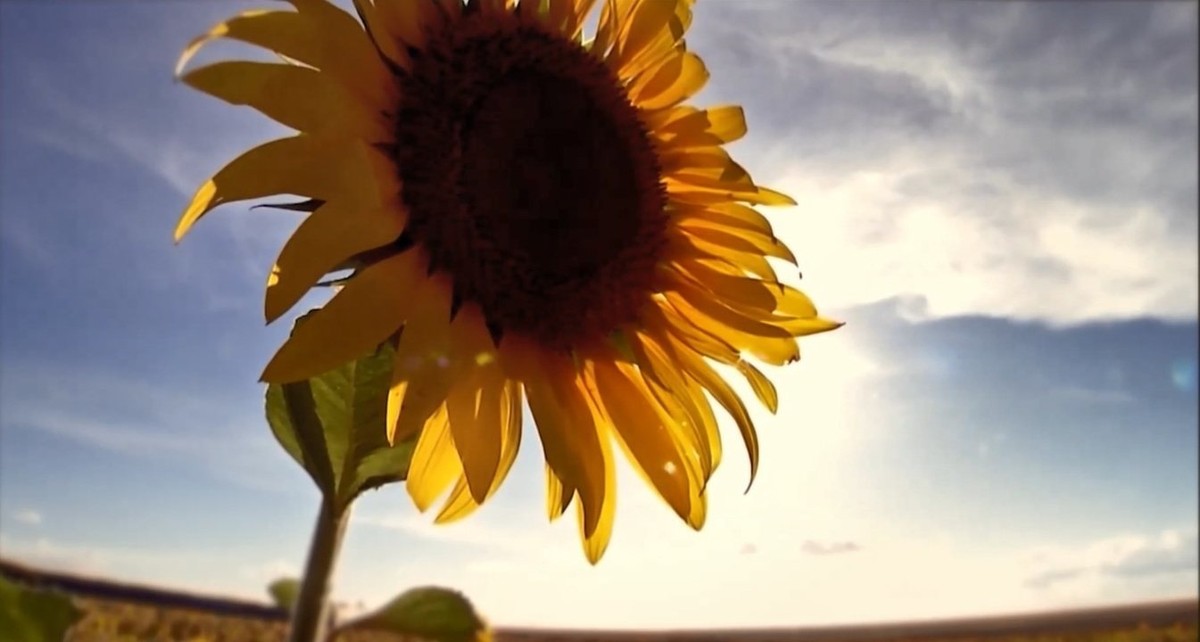 Girassol é uma das principais fontes de óleo vegetal do mundo | Agro a ...