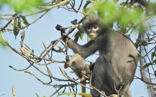 Cientistas descobrem espécie de primata "escondida" em Mianmar ...