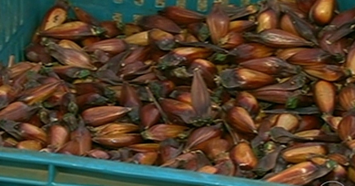 Agronegócios - Produção de pinhão cai e o preço sobe no Paraná