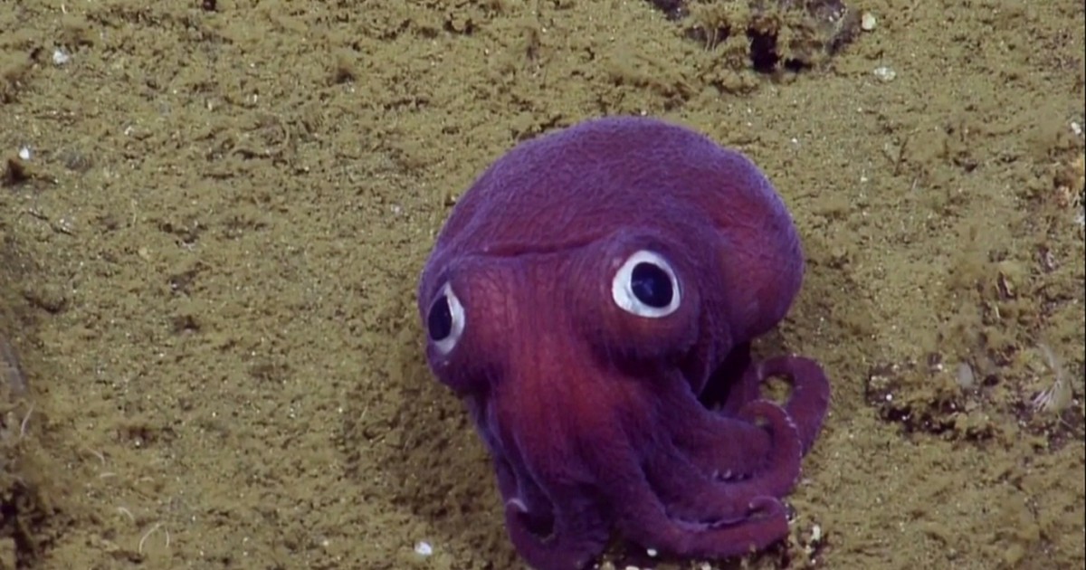 Natureza - Mergulhadores encontram lula 'que parece Pokémon'