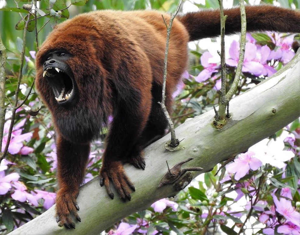 Bugios liberam secreção colorida que deixa o pelo vermelho | Terra da ...
