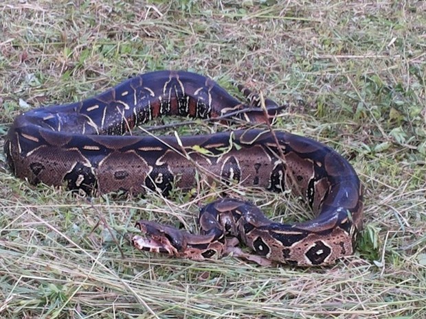 G1 - Cobra foge para quintal de casa durante limpeza em terreno na ...