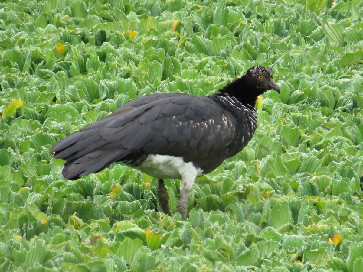 O ciclo reprodutivo da anhuma, acompanhado de uma forma inusitada ...