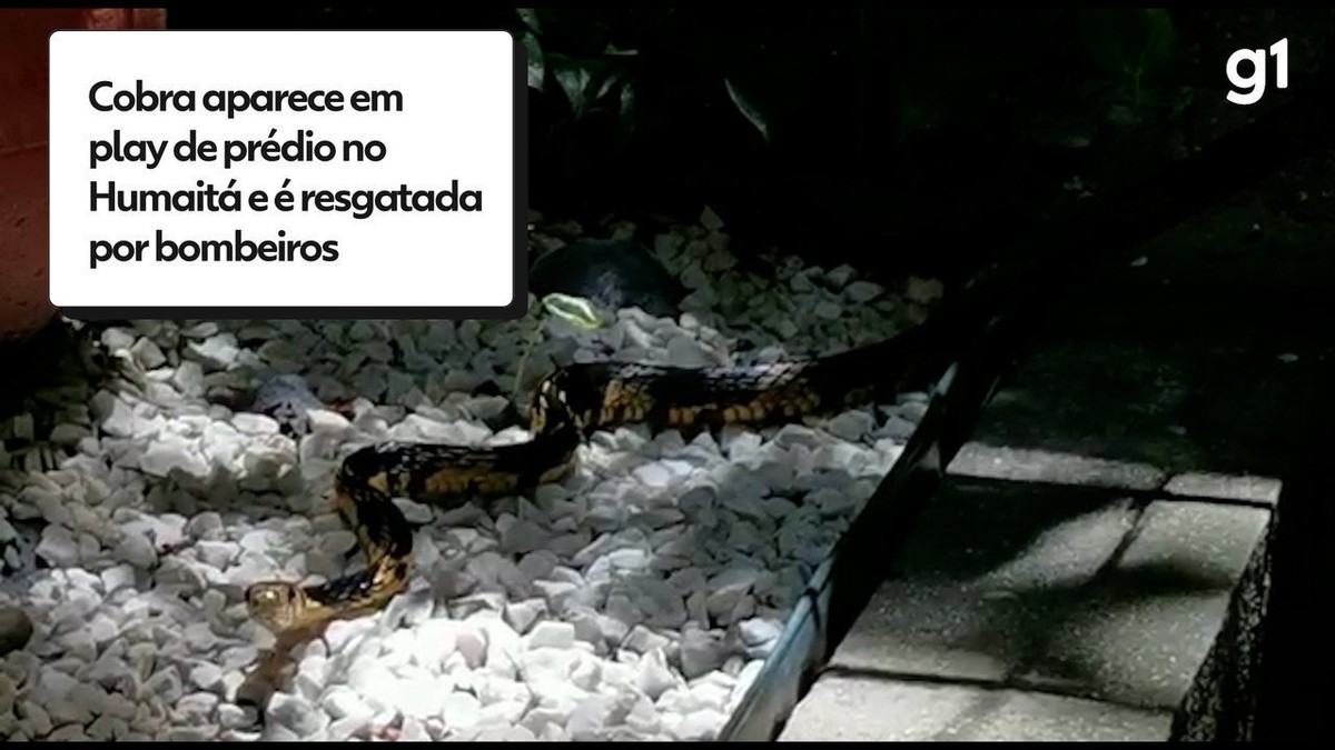 Bombeiros resgatam cobra em prédio no Humaitá, na Zona Sul do Rio | Rio ...