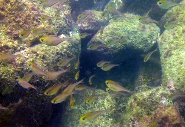 G1 - Piaba-do-mar - notícias em Fauna