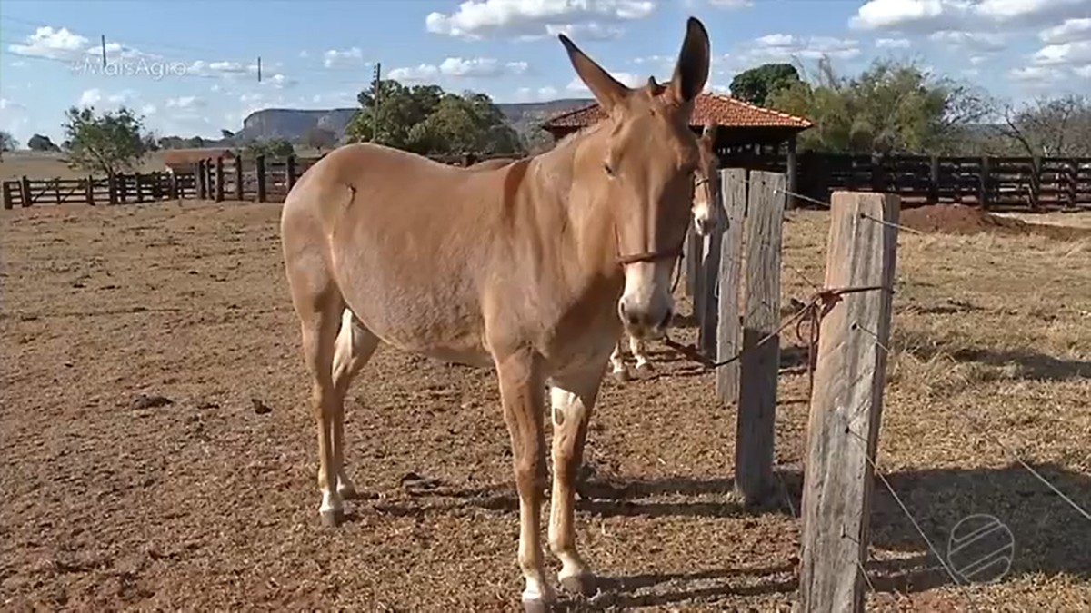 Irmãs mantêm tradição da família em criar mulas em fazenda de MT | Mato ...
