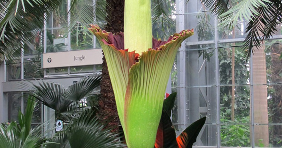 G1 - Após 6 anos, flor-cadáver floresce no Jardim Botânico dos EUA ...