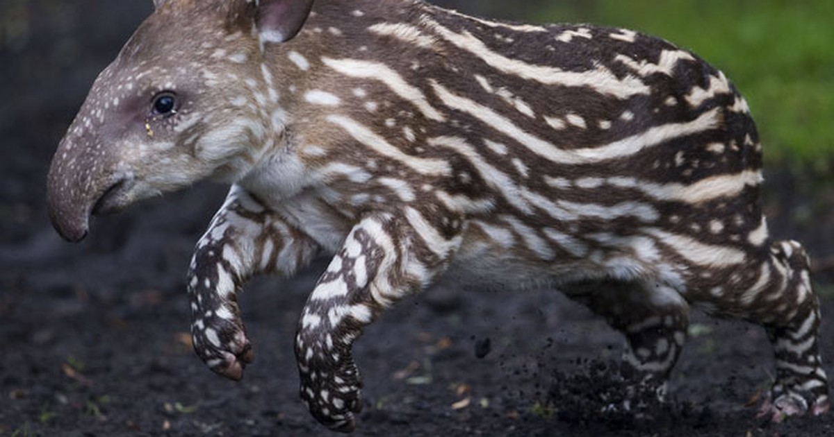 Natureza - Filhote de anta aparece pela primeira vez em zoológico da ...