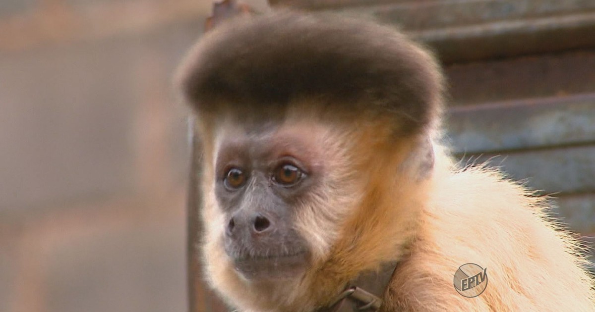 G1 - Após cinco meses da morte, corpo do macaco Chico continua ...