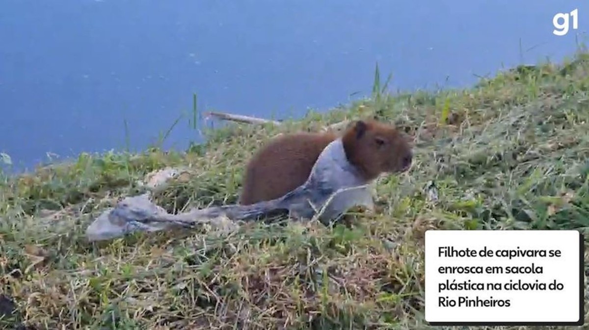 Filhote de capivara se enrosca em sacola plástica na ciclovia do Rio ...