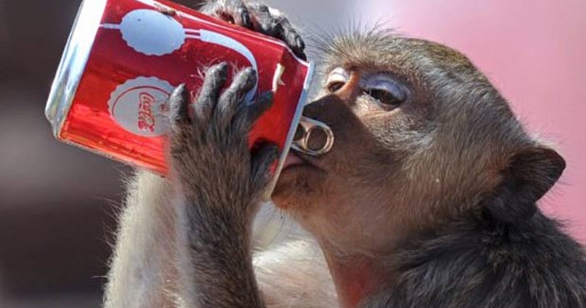 G1 - Macaco é fotografado bebendo lata de refrigerante em festival ...