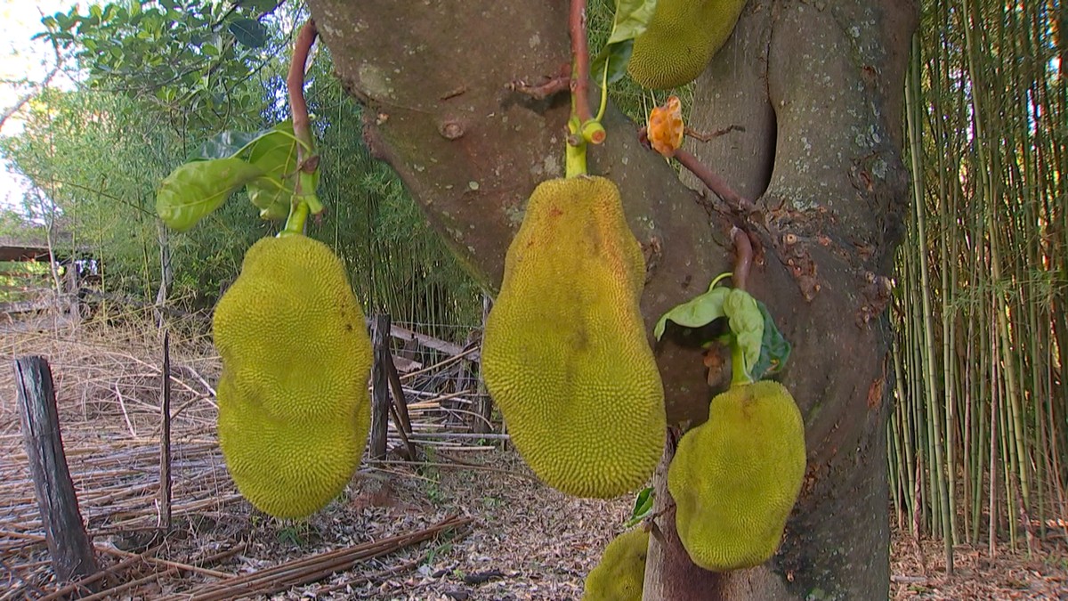 Jaca, uma fruta gigante e que é fonte de renda para pequenos produtores ...