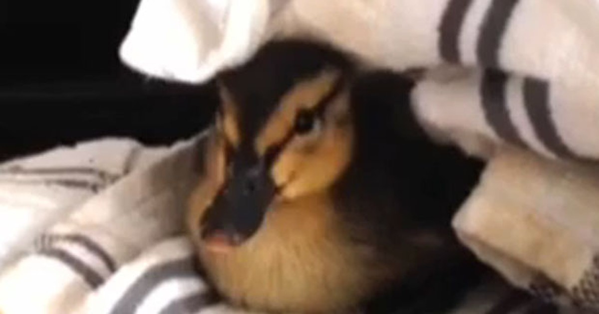 G1 - Filhote de pato perdido vira 'radar' para se reunir com família em ...