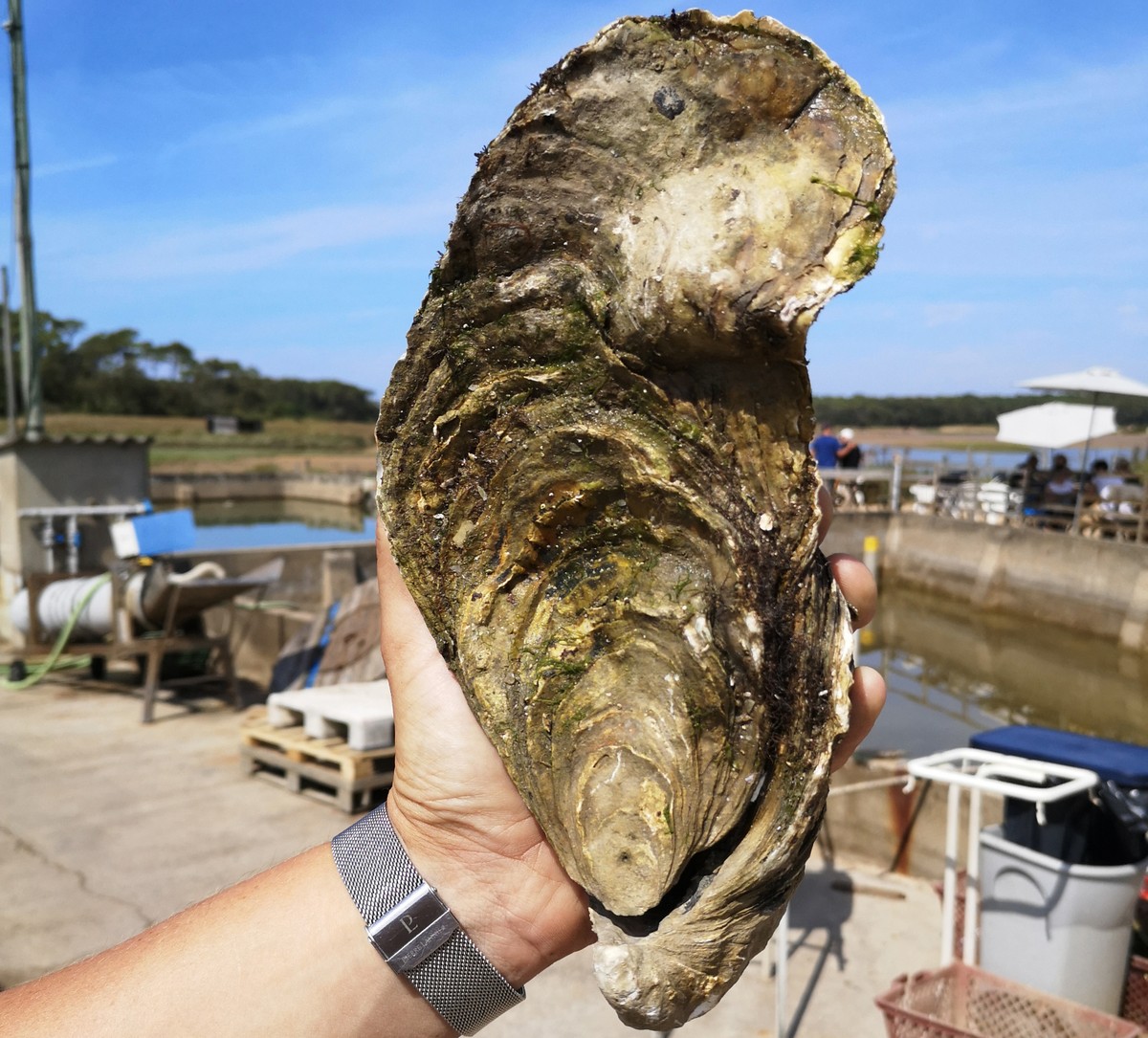 Ostra gigante de 1,4 kg é encontrada na costa atlântica da França ...