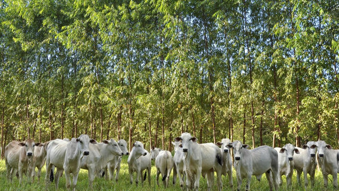 Embrapa | Tudo Sobre | G1