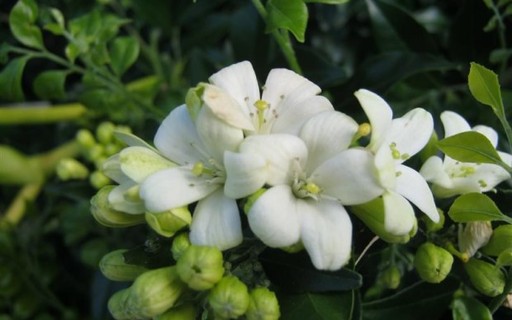 Murta: a planta medicinal muito usada como cerca-viva em jardins - Casa ...