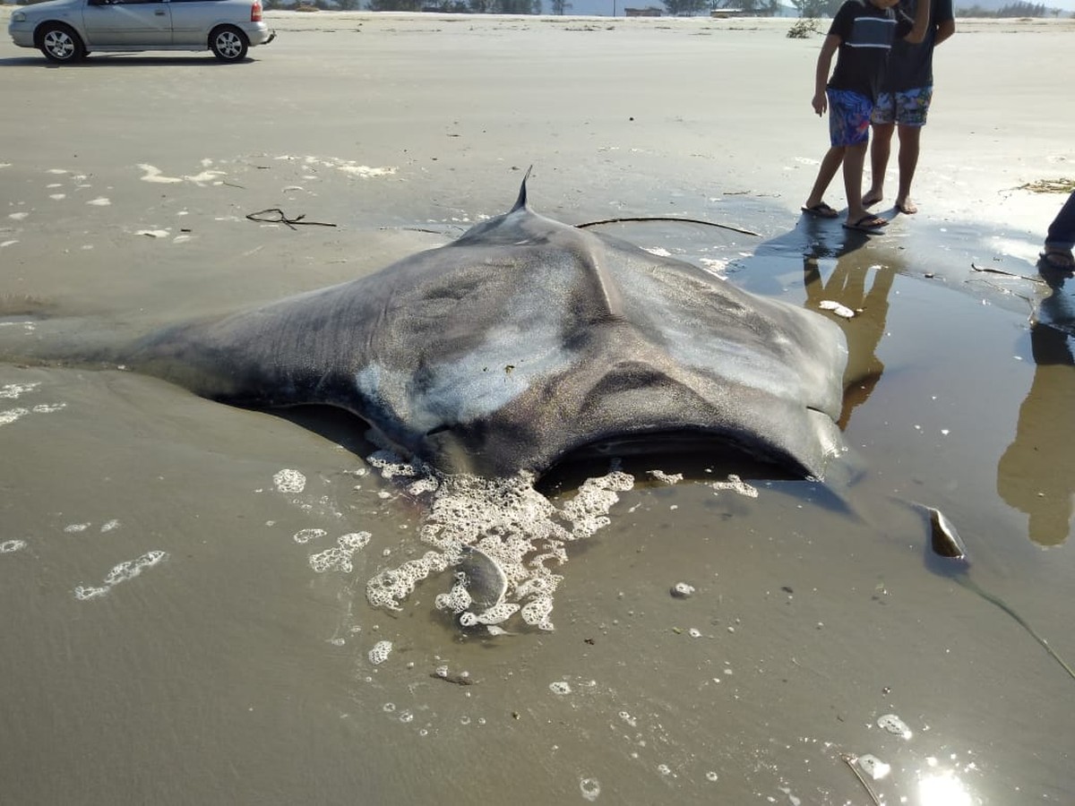 Raia manta gigante é encontrada morta em praia do litoral de SP ...