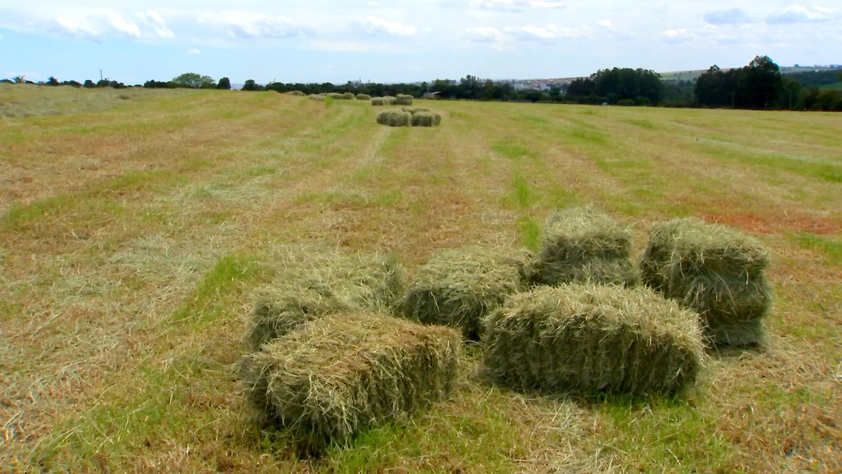 É época de colher feno | Nosso Campo | G1