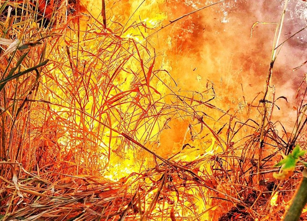 Corpo de Bombeiros registra incêndio em canavial da zona rural de ...