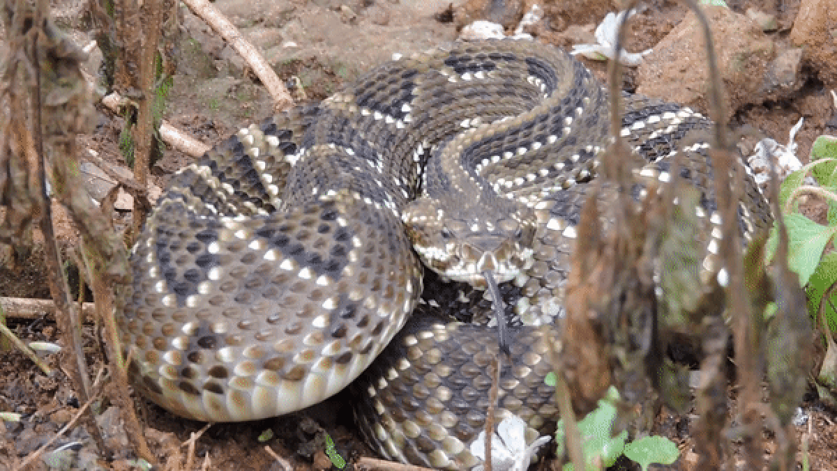 Cobra cascavel é capturada em hospital de Campo Grande | Mato Grosso do ...